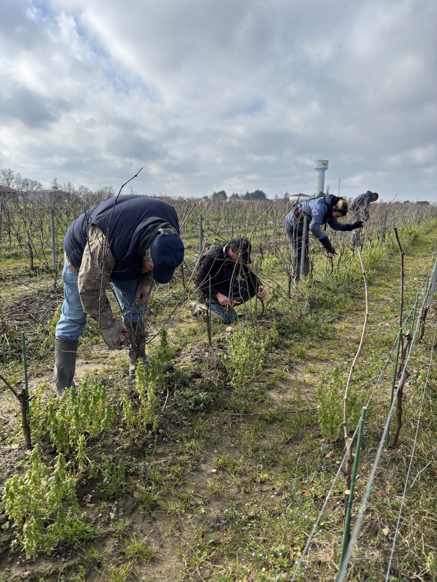 Photo gars de la vigne - Domaines Landron
